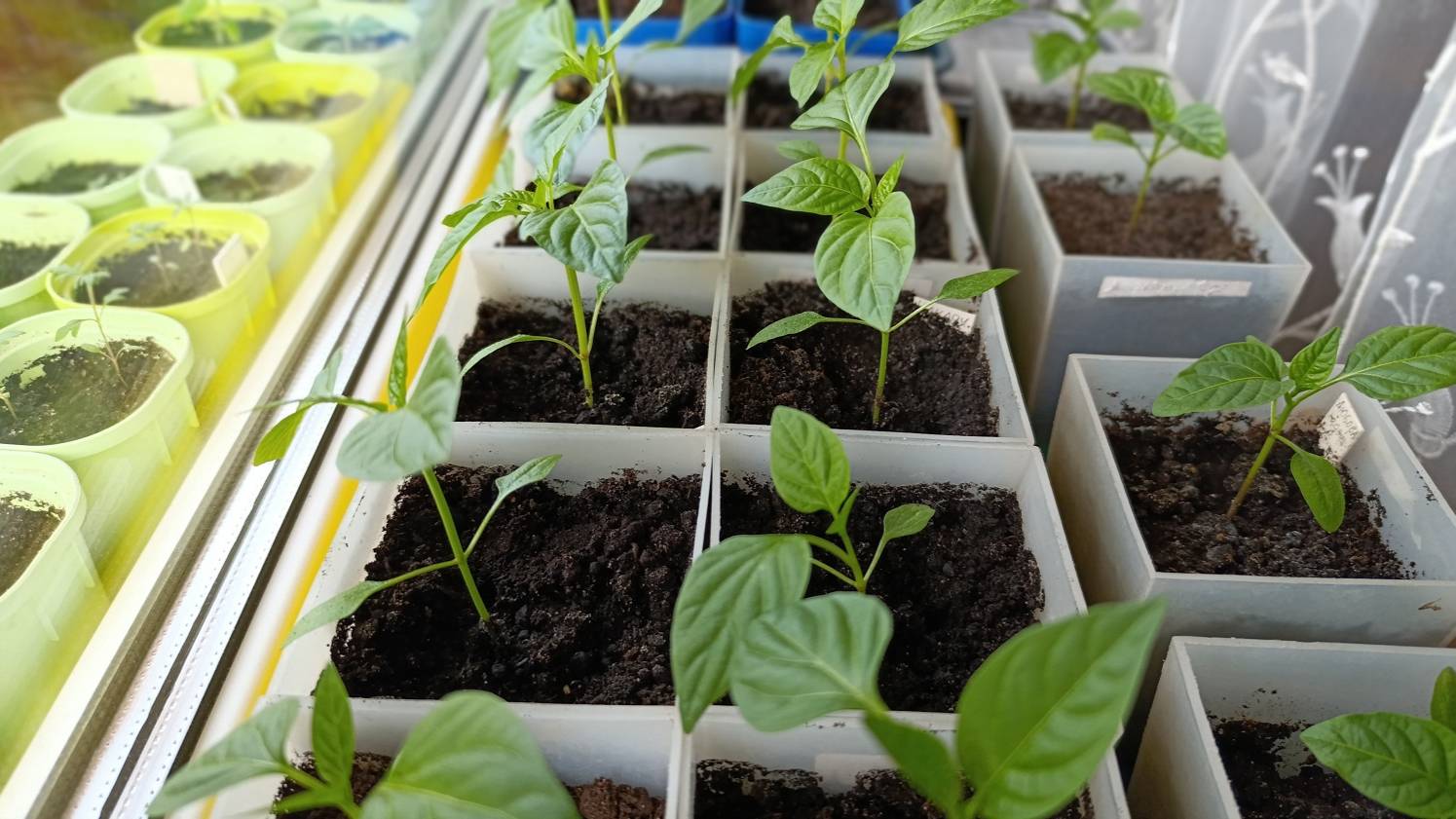 Моя рассада 02.04.2025