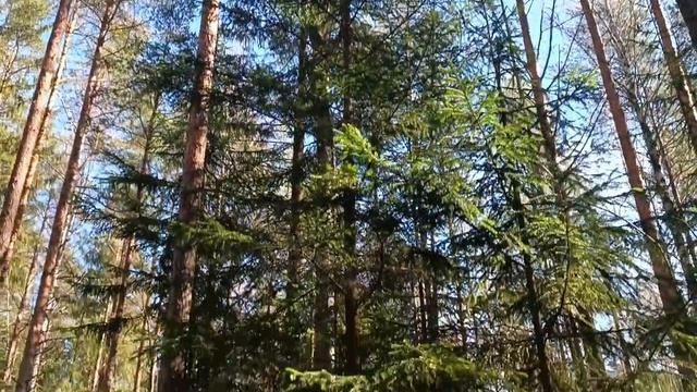 Весенний лес . Медитации с использованием практики самадхи. Шаманский ритуал