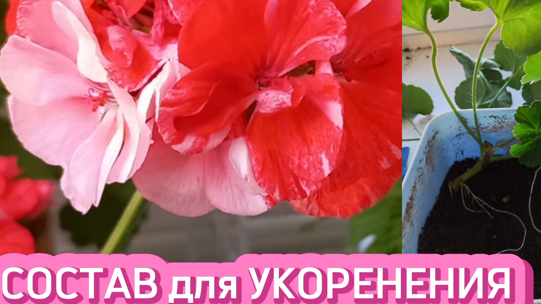 Укоренить черенки Пеларгонии. Лучший способ. #комнатноецветоводство