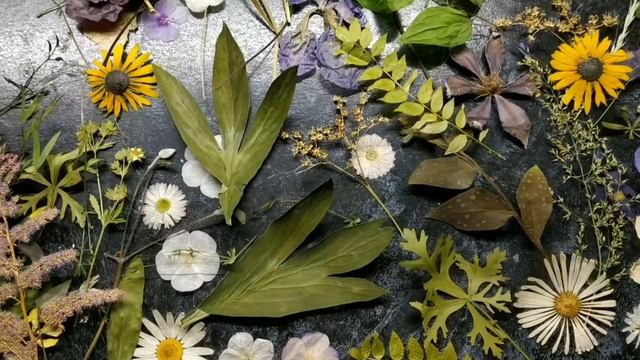 Картина из засушенных цветов