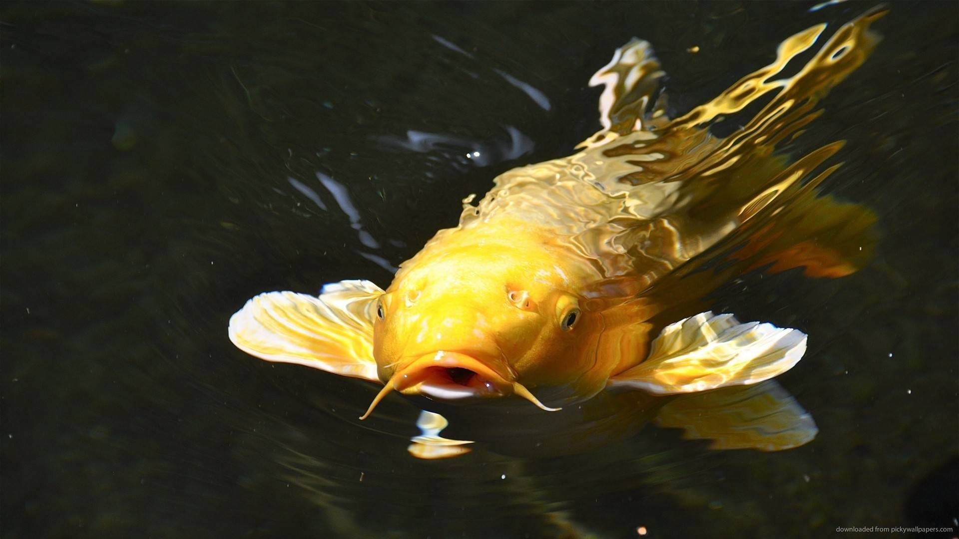 РР4 Озеро Медное — цветные карпы Русская Рыбалка 4 (88 серия)