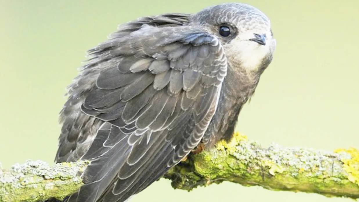 Интересные факты про стрижа. Факты про птиц