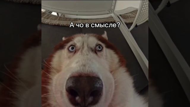 А че в смысле?