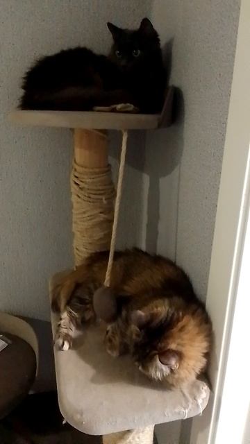 В мире животных/ Красноярск/2025