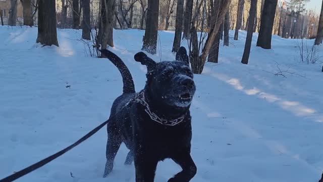 Чёрный пёс, белый снег.