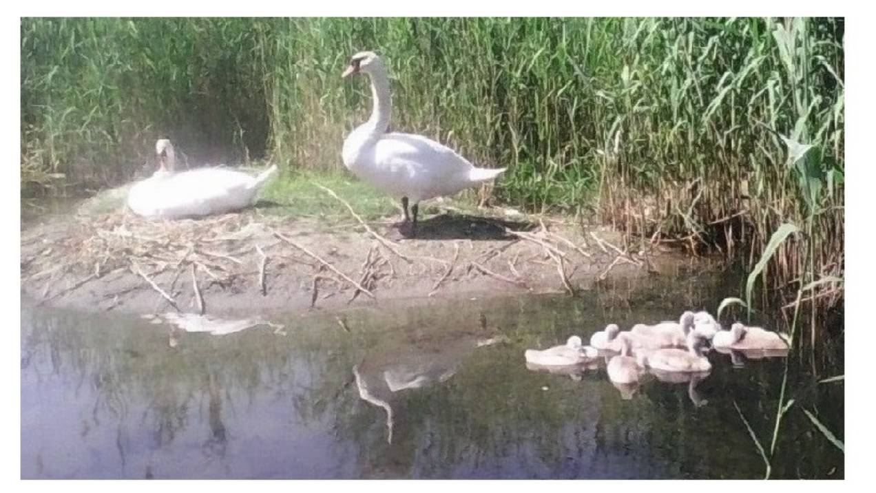 7-8-1  НАБЛЮДЕНИЕ  когнитивная технология   Описательный этап