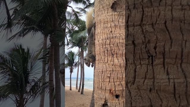 просто утро, белочки и завтрак ч.5 берег