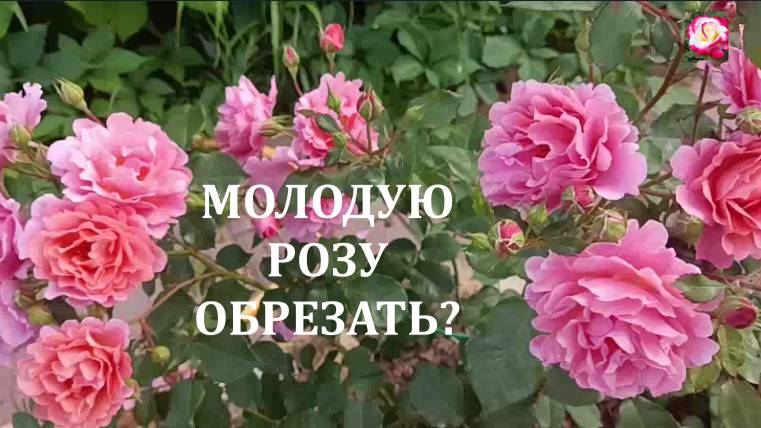 ОБРЕЗКА МОЛОДОЙ РОЗЫ