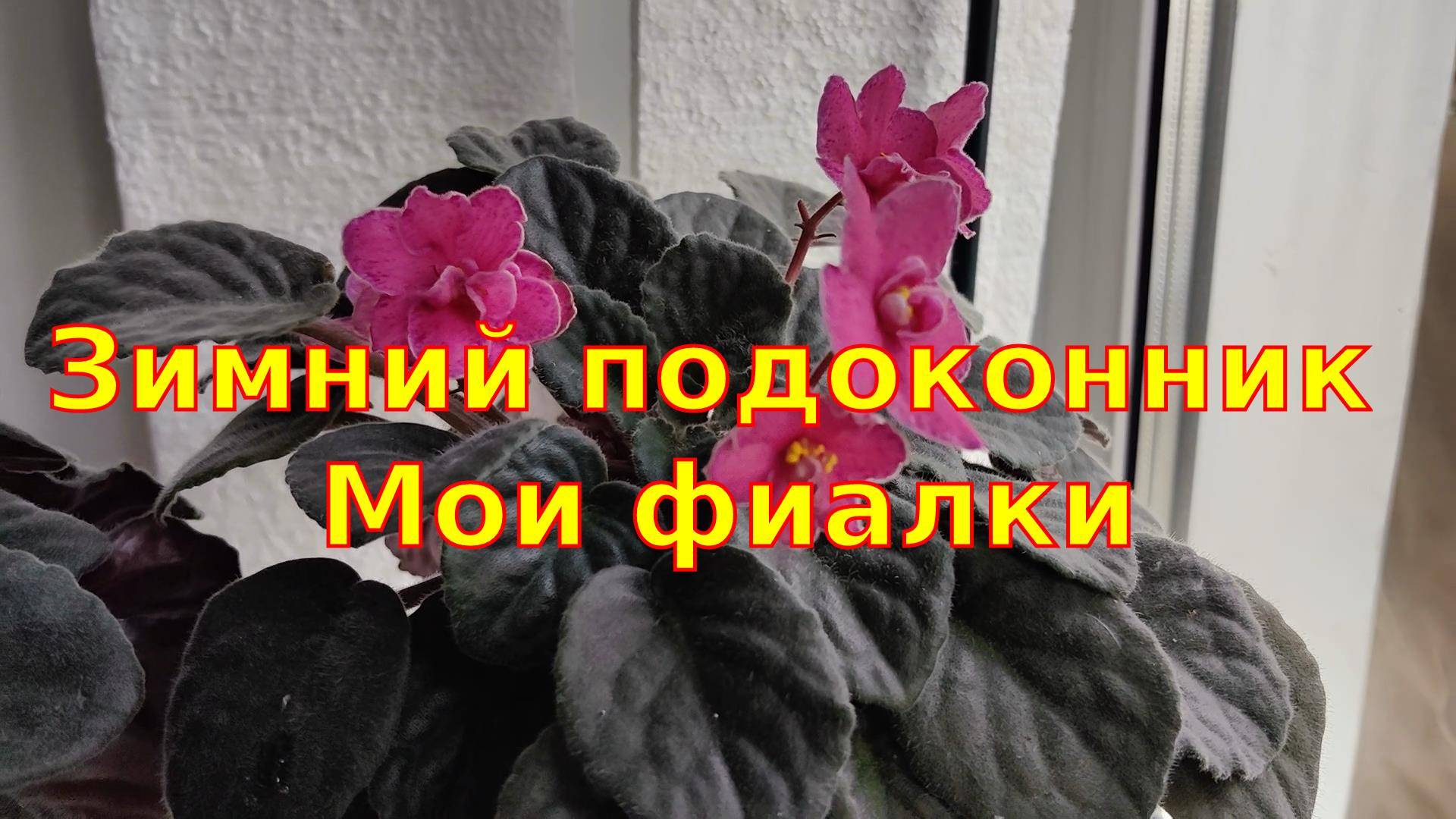 Мои фиалки зимой