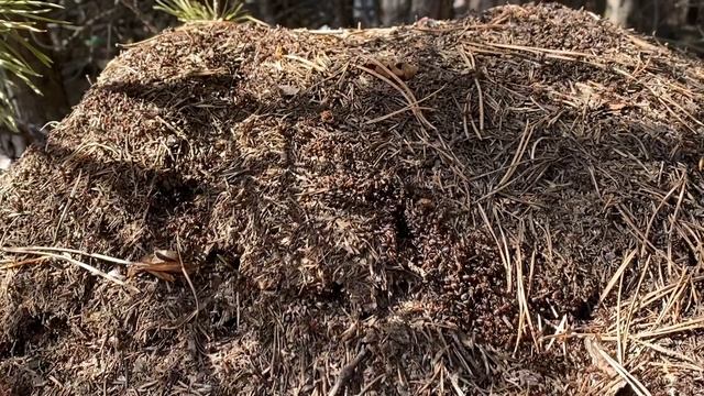 Relax. Муравейник