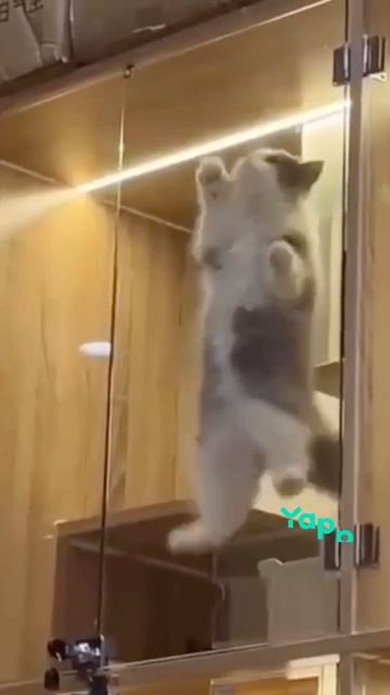 #смешныевидео #кот #котята #прикольныекоты #развлечения #cat #видосыоткота