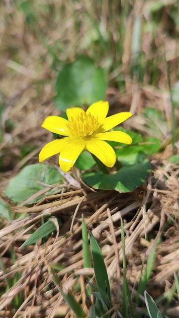 Цветок и жучок