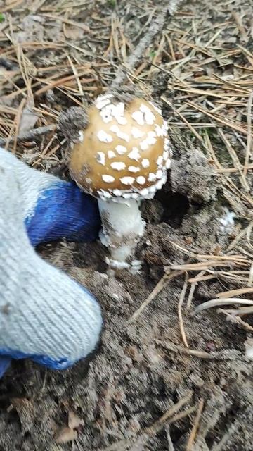 Так вот ты какой Пантерный мухомор!