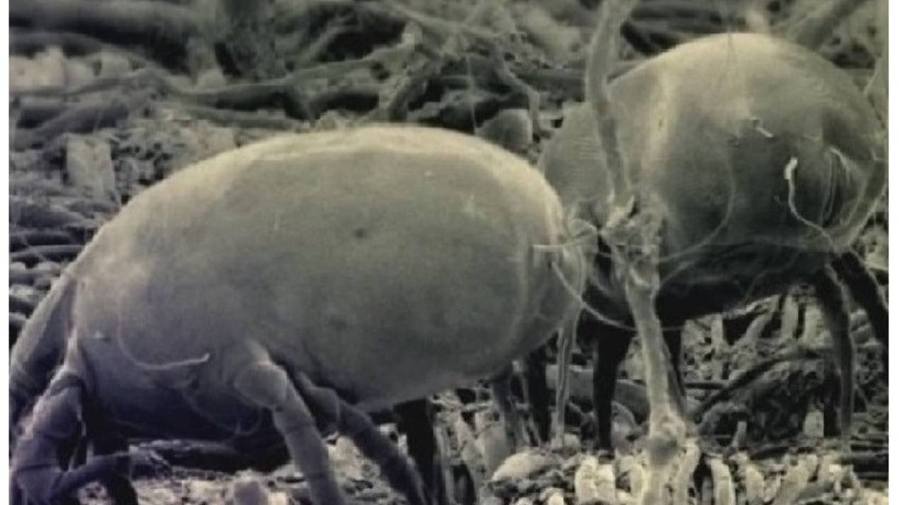 7-8-3  Обобщения и частности  Пояснительные метафоры  Абстракции   Клещи ковёрные