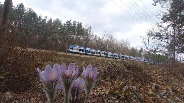 Сон-трава и поезд №874 Минск - Мозырь