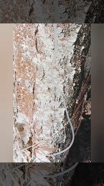 Собираем березовый сок 💗👌