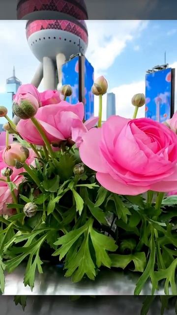 МОРЕ РОЗ В СЕРДЦЕ ШАНХАЯ! КРАСОТА, КОТОРАЯ ВЗОРВЕТ ТВОЙ ЛЕНТУ! ✨#розы #вирусноевидео #эстетика
