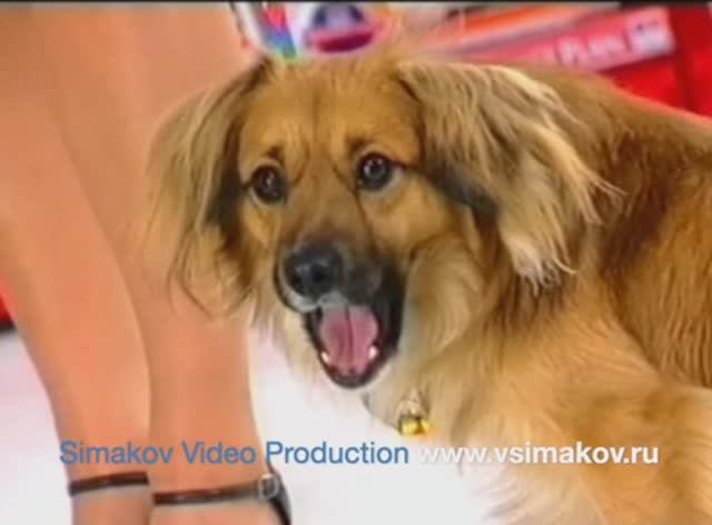 Валта ТВ - Советы ветеринарного врача. Диабет.