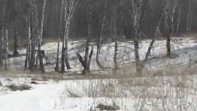 Косули. Весна 2025