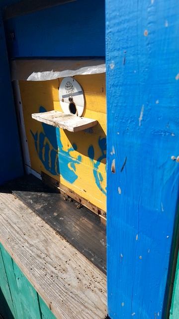 Весенний лет пчел 3 апреля 2025 года #пчелы #пасека #обножка #весна