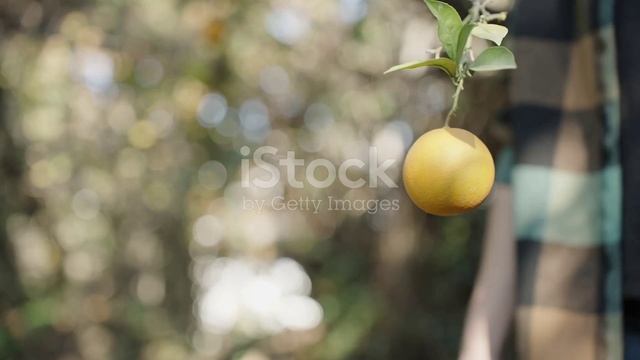 Освежающий лимонад своими руками