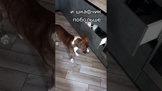 Tcenniy Prize Poker 10 мес, дрессировка щенка.