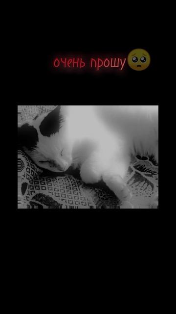 Прощай котик малыш...