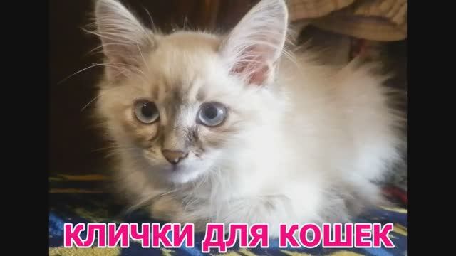 Имена для кошек