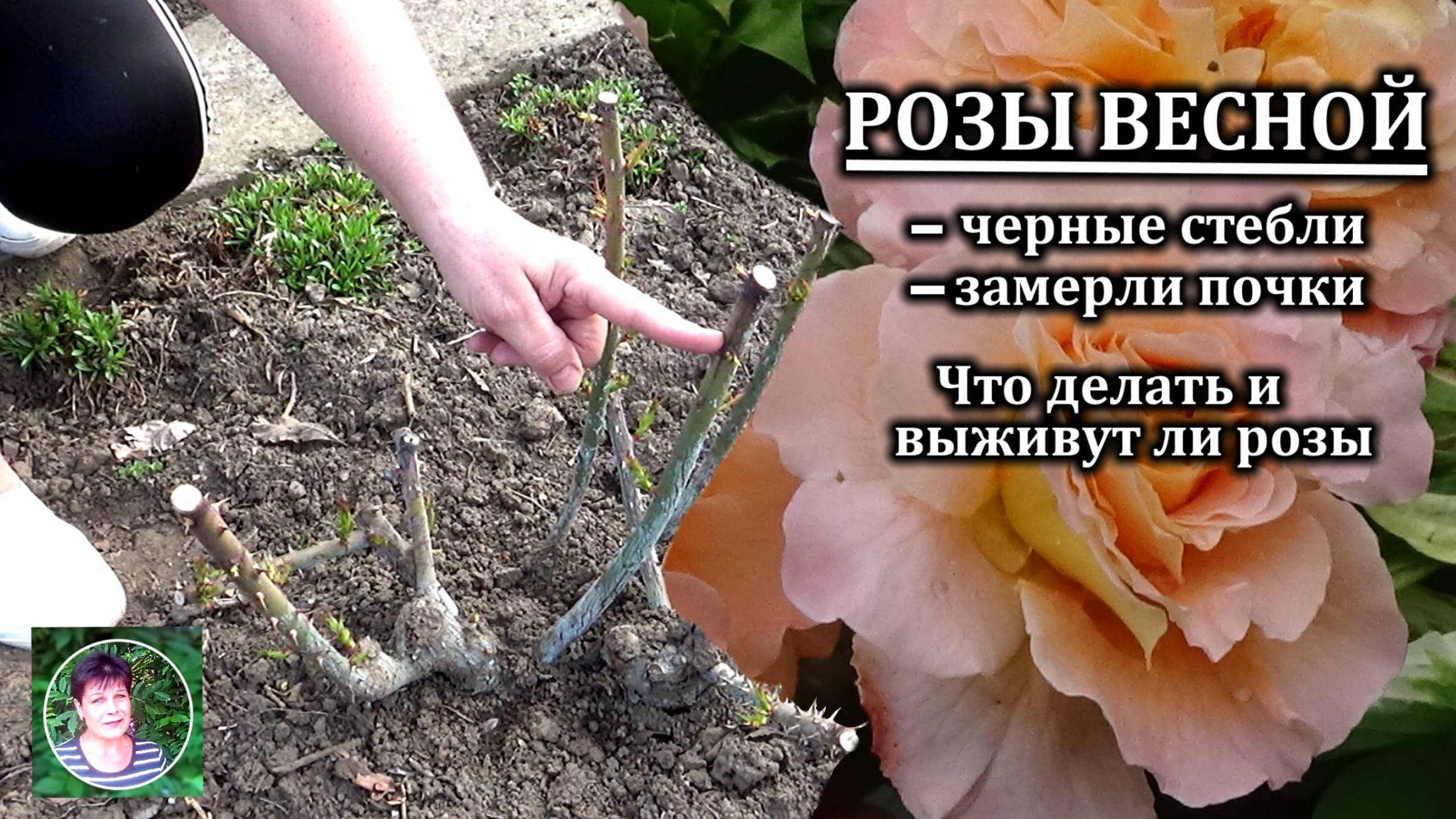 Что делать с розами весной если у них почернели стебли и замерли почки Выживут ли такие розы