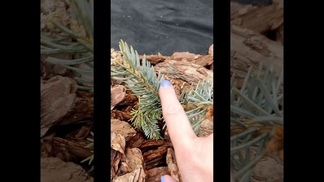 Голубые ели в моем саду: Блю силдинг, Хупси, Зе Блюз, Биалабок