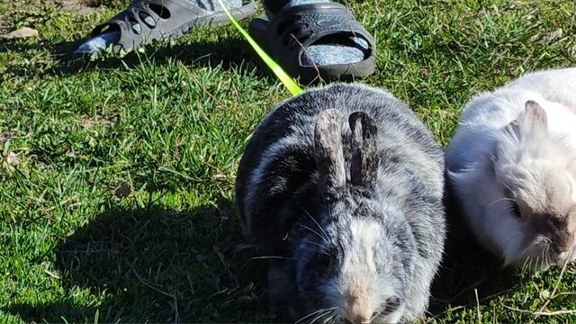 Милые КРОЛИКИ🐰🐇 на прогулке, смотрите что творят...