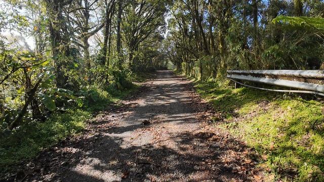 Малайзия. 14 февраля. Cameron Highlands, Tanah Rata, тропинка в Mossy Forest.