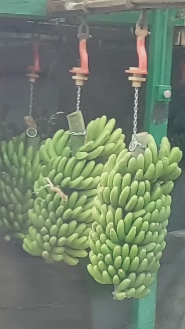 Интересное о бананах