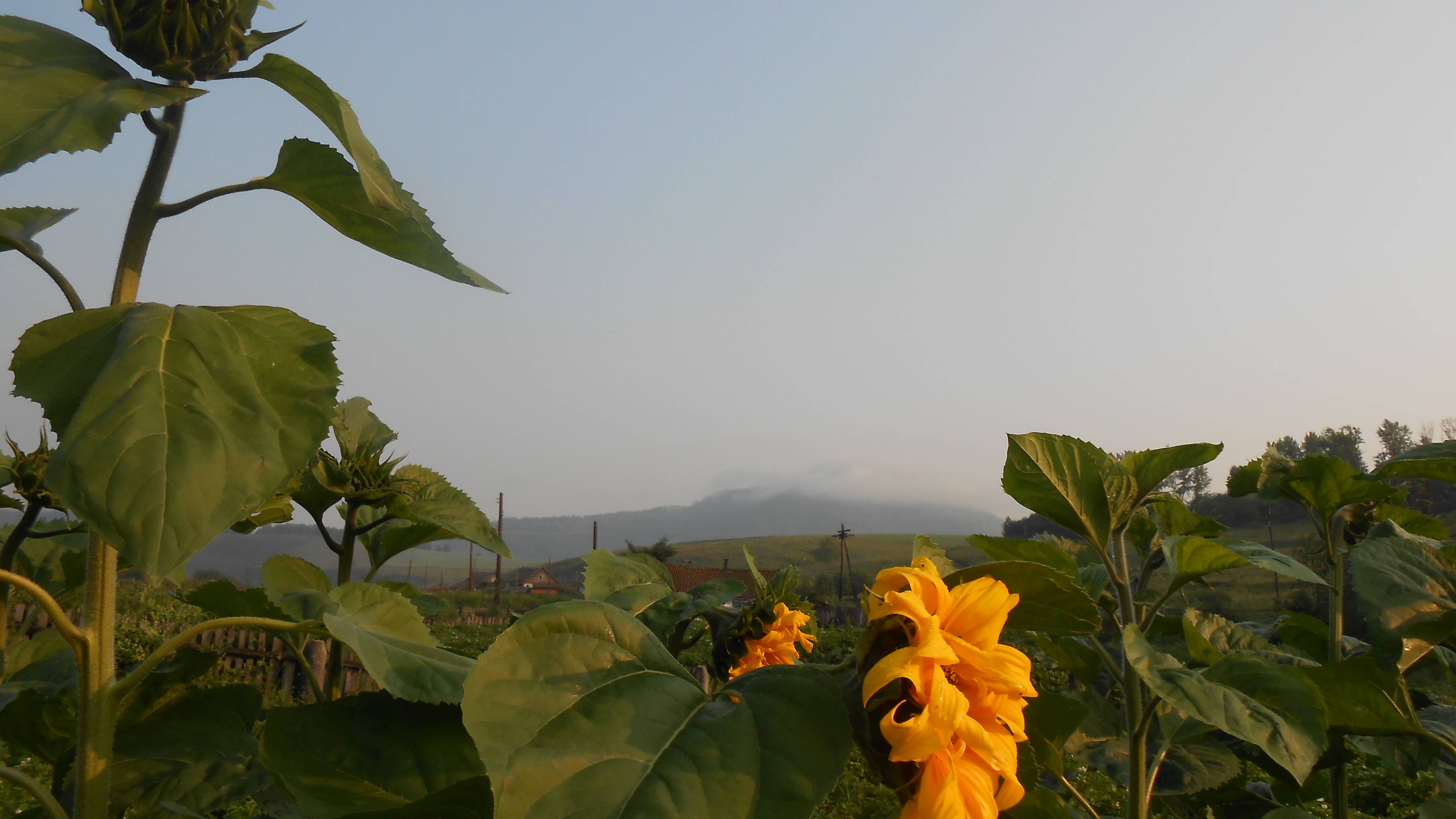 Корабль пустыни.