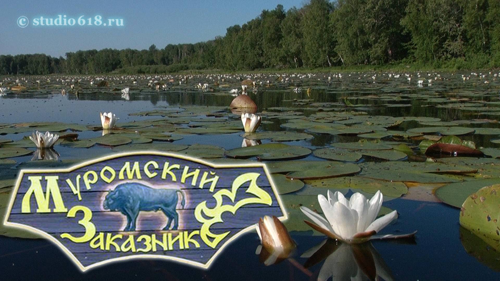 Путешествия по Мещере. Нижнеокская низина. Заказник "Муромский". ООПТ центрального региона России.