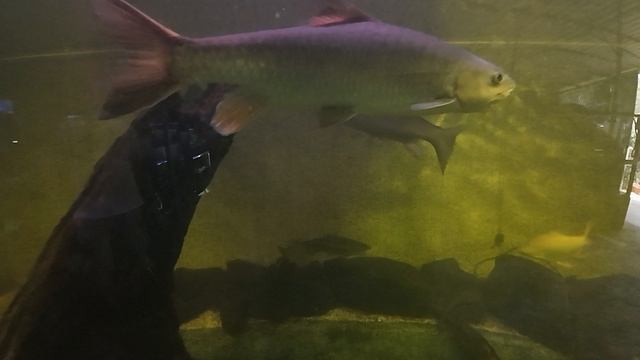 14 Cameron Highlands, Tanah Rata, аквариум с большими рыбками в Butterfly Farm, Малайзия.