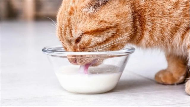 Кот Лакает Молоко. Звук Кошка Пьет Молоко