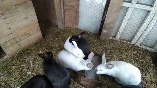 Как живут крольчата в вольере? Первый Суровый Сибирский Новогодний Мороз!