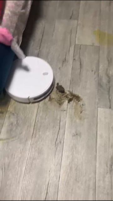 Ротвейлер и робот пылесос. Горючая смесь