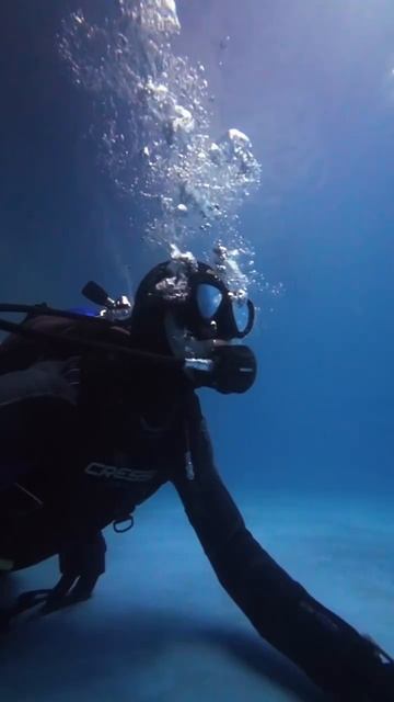 Отзыв. Дайвинг с дельфинами или белухой