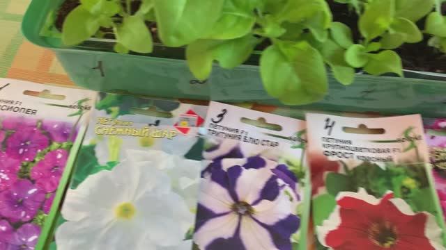 Пикировка ПЕТУНИИ