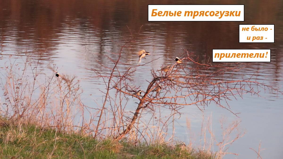 Белые трясогузки прилетели - не было, не было и раз - появились! 02.04.25
