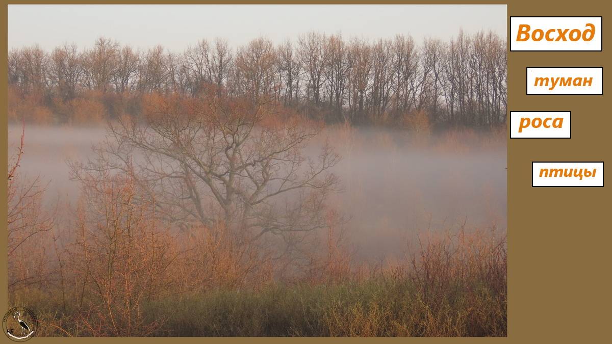 Восход, туман, роса. Все зеленее и зеленее вокруг. Пеночка-теньковка прилетела. 02.04.25