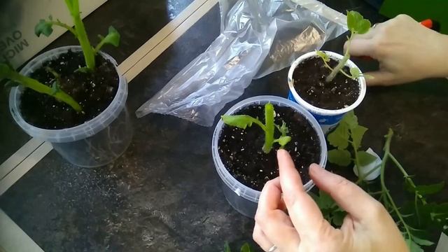 Делаем прививку томата на картофель - получаем помидофель