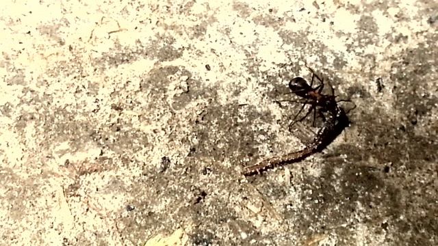 Запасливый муравей