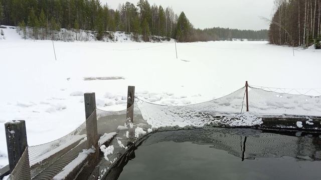 зимовка форели в садках 2025.04.03