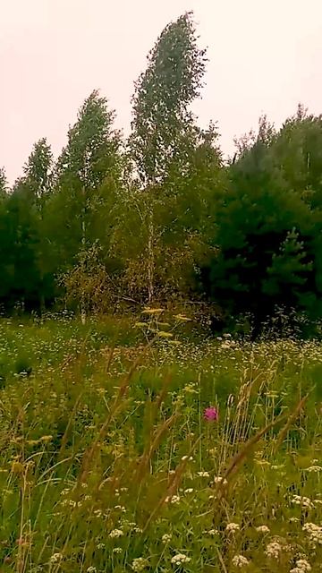 В Сибири осень начинается в июле