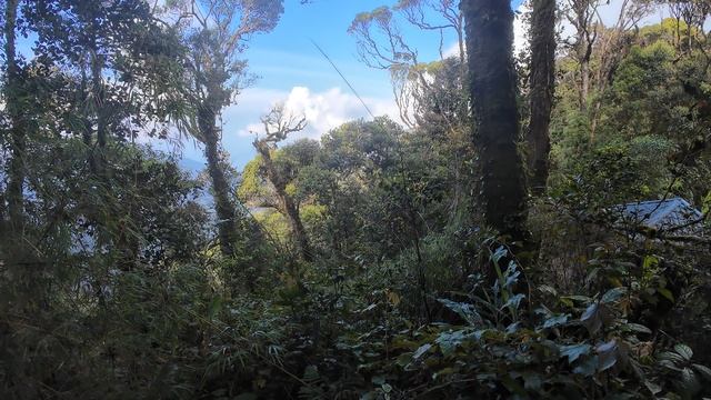 Малайзия. 14 февраля 2025 г. Cameron Highlands, Tanah Rata, Джунгли , Малайзия.