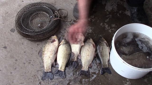 Ай да караси !