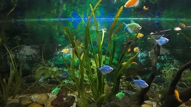 14 Cameron Highlands, Tanah Rata, рыбёшки в Butterfly Farm, Малайзия. Парк бабочек.